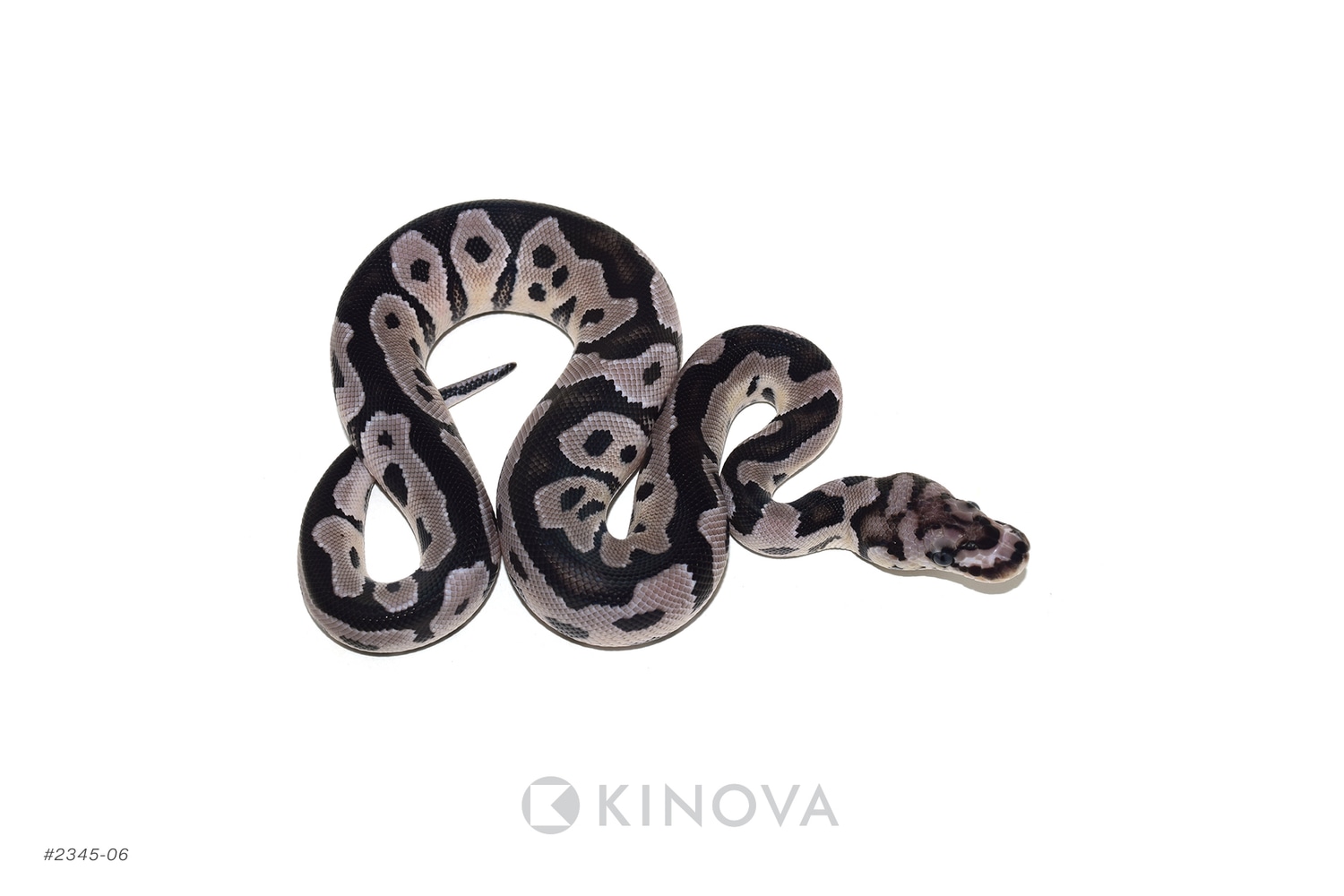VPI Axanthic Clown Het Desert Ghost Ball Python by KINOVA - MorphMarket