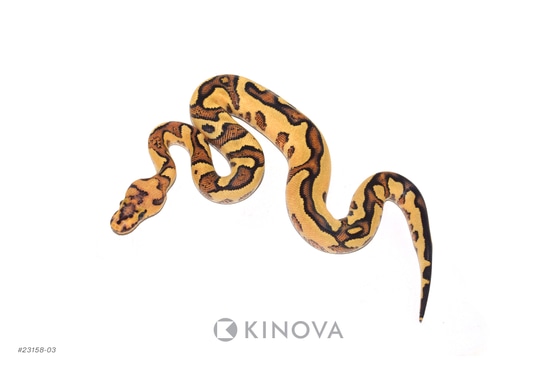 Fire Special YB Clown Ball Python by KINOVA