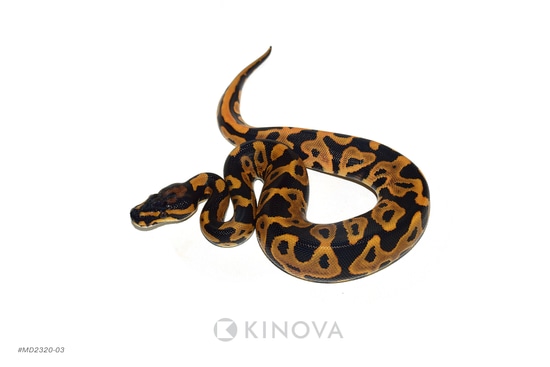 Leopard Jaguar Het Hypo Ball Python by KINOVA