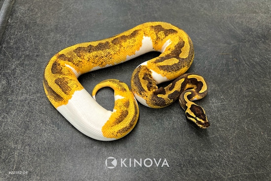 Enchi YB Pied Het Lavender Ball Python by KINOVA