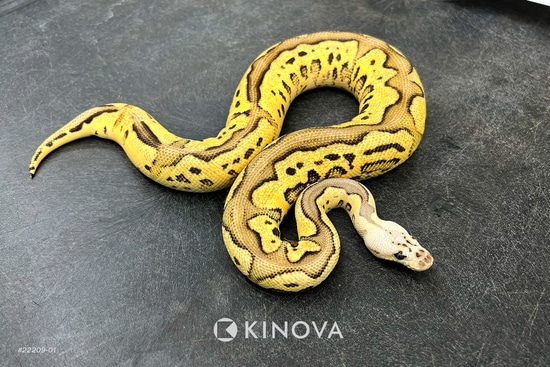 Firefly Leopard Clown 66% Het Puzzle Ball Python by KINOVA