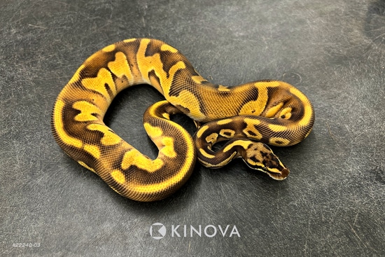 Pastel Enchi Leopard Blackhead Het Lavender Ball Python by KINOVA