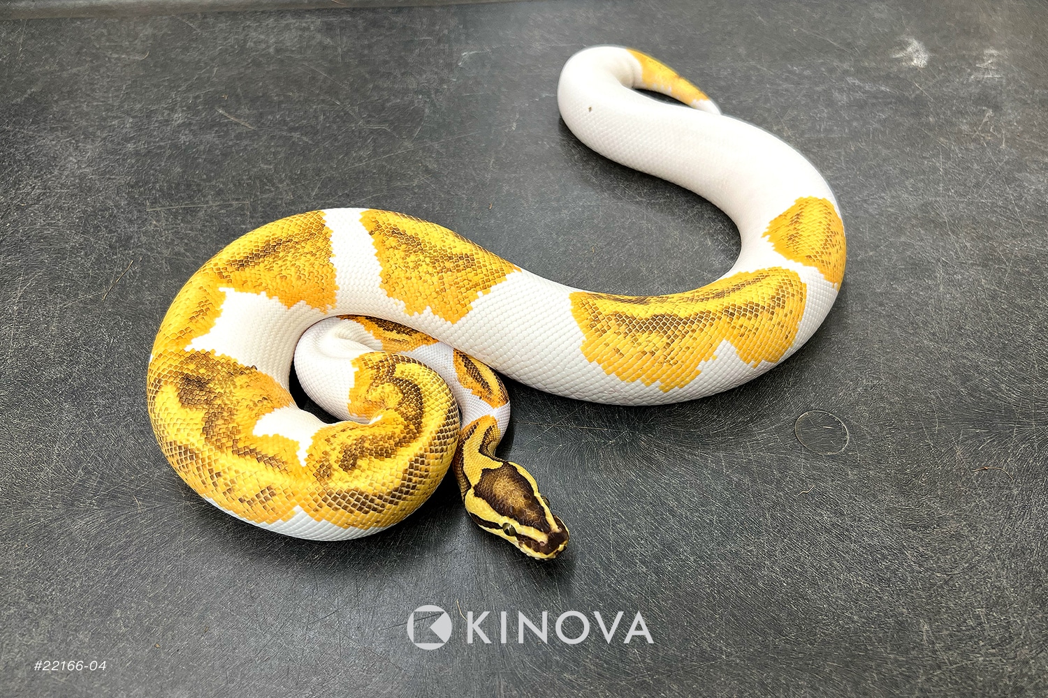 OD YB Enchi Vanilla Pied 50% Het MJ Axanthic Ball Python by KINOVA ...