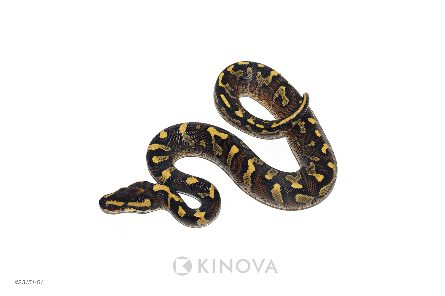Super Asphalt Ball Python by KINOVA - MorphMarket