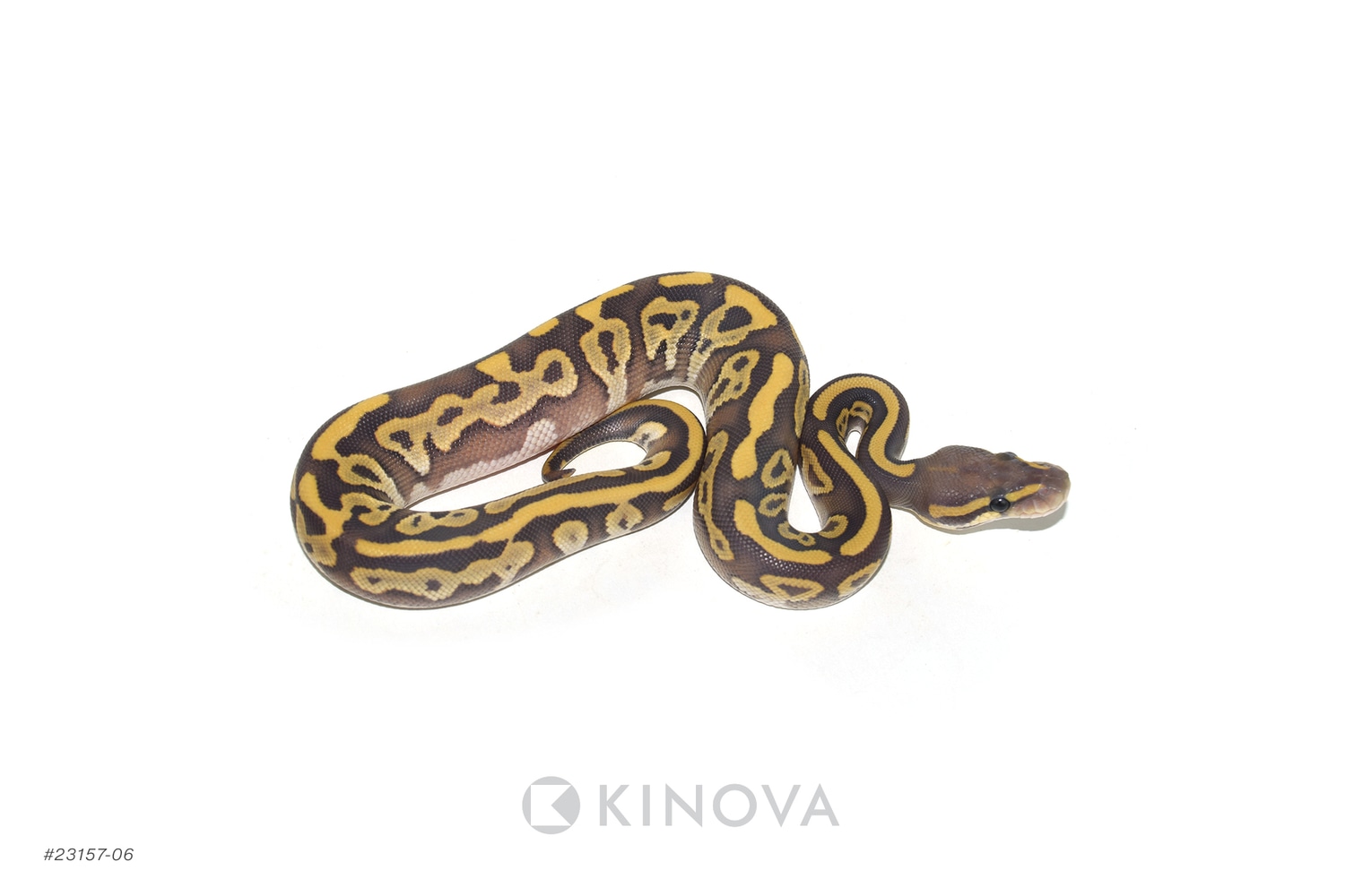 Leopard Mojave Hypo Het Black Axanthic Ball Python by KINOVA - MorphMarket