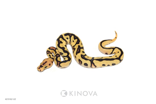 OD Fire Spotnose Lace Clown Ball Python by KINOVA