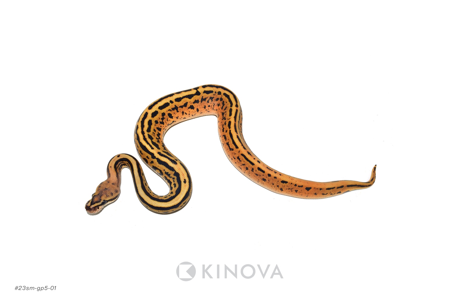 Black Pastel Fire Leopard Spotnose YB Het Clown (Possible OD Redstripe) Ball Python by KINOVA ...