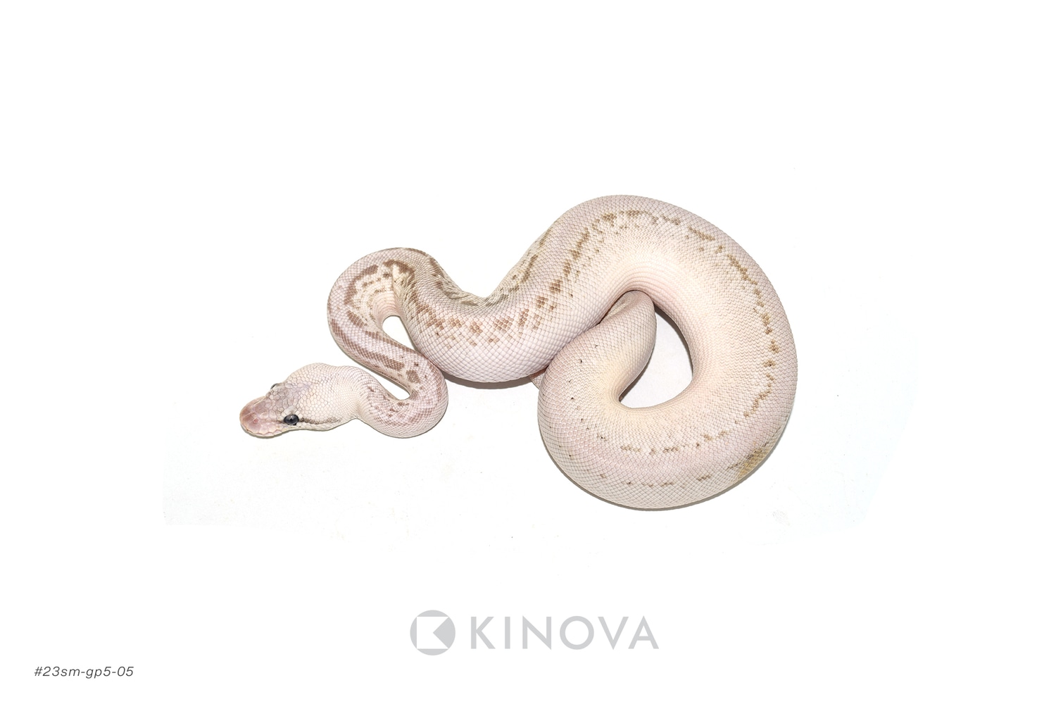 OD YB Black Pewter Leopard Spotnose Het Clown Ball Python by KINOVA ...