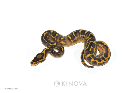 Leopard Highway Dbl Het Clown Pied Ball Python by KINOVA