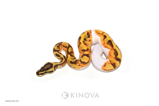 Enchi Fire Pied Ball Python by KINOVA