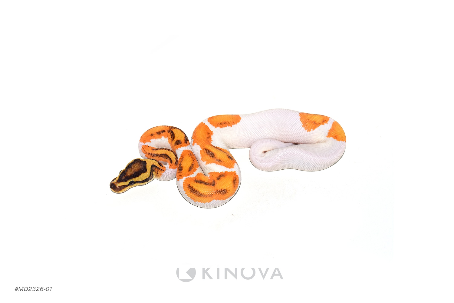 OD YB Enchi Fire Pied Ball Python by KINOVA - MorphMarket
