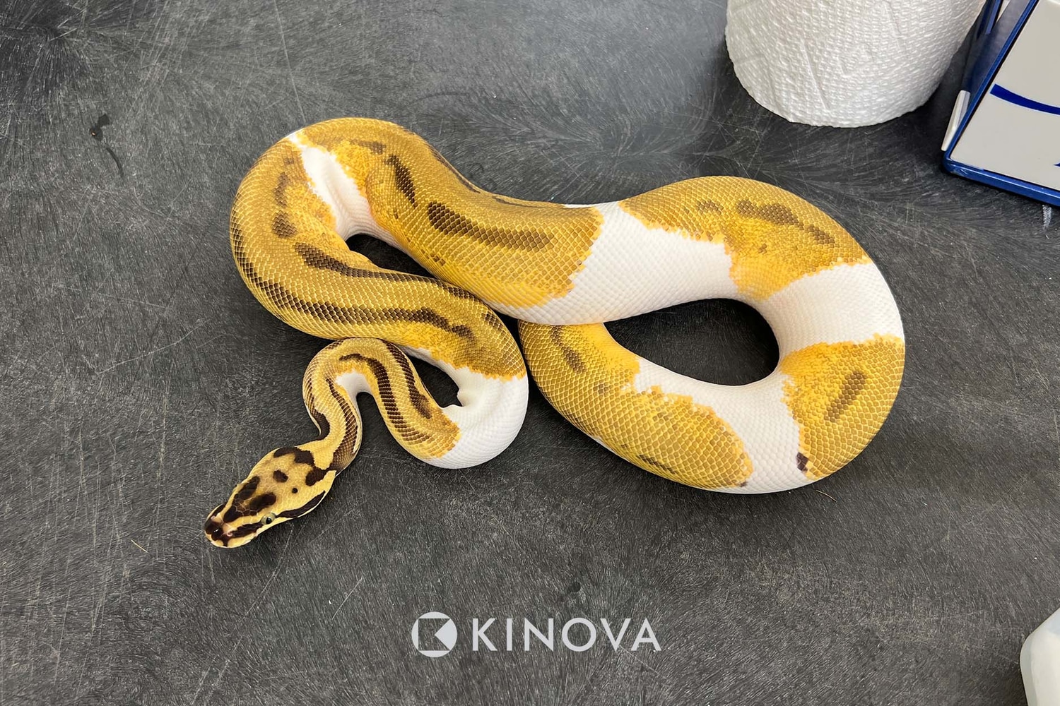 Pastel YB Enchi Leopard Pied Ball Python by KINOVA - MorphMarket