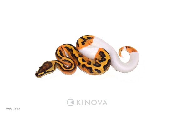 Fire Pied Het Lavender Ball Python by KINOVA