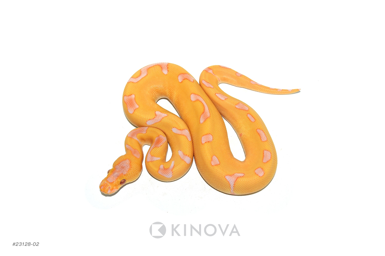 Enchi Grail Ball Python by KINOVA - MorphMarket