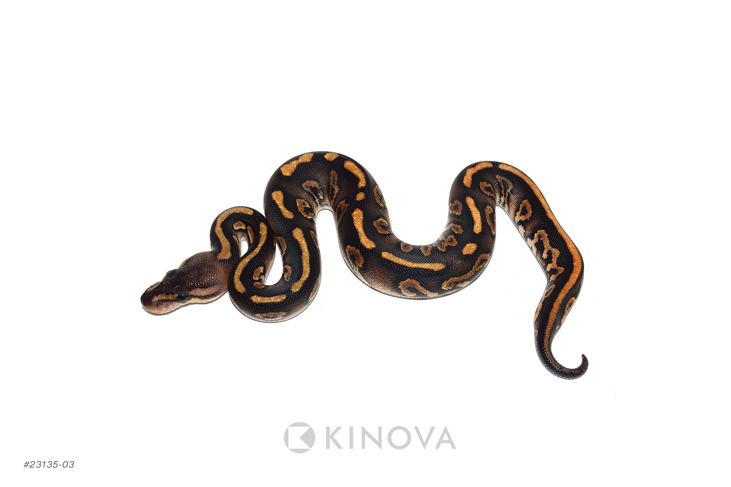 Black Pastel Redstripe Chocolate Quad Het Hypo Het Desert Ghost Het ...