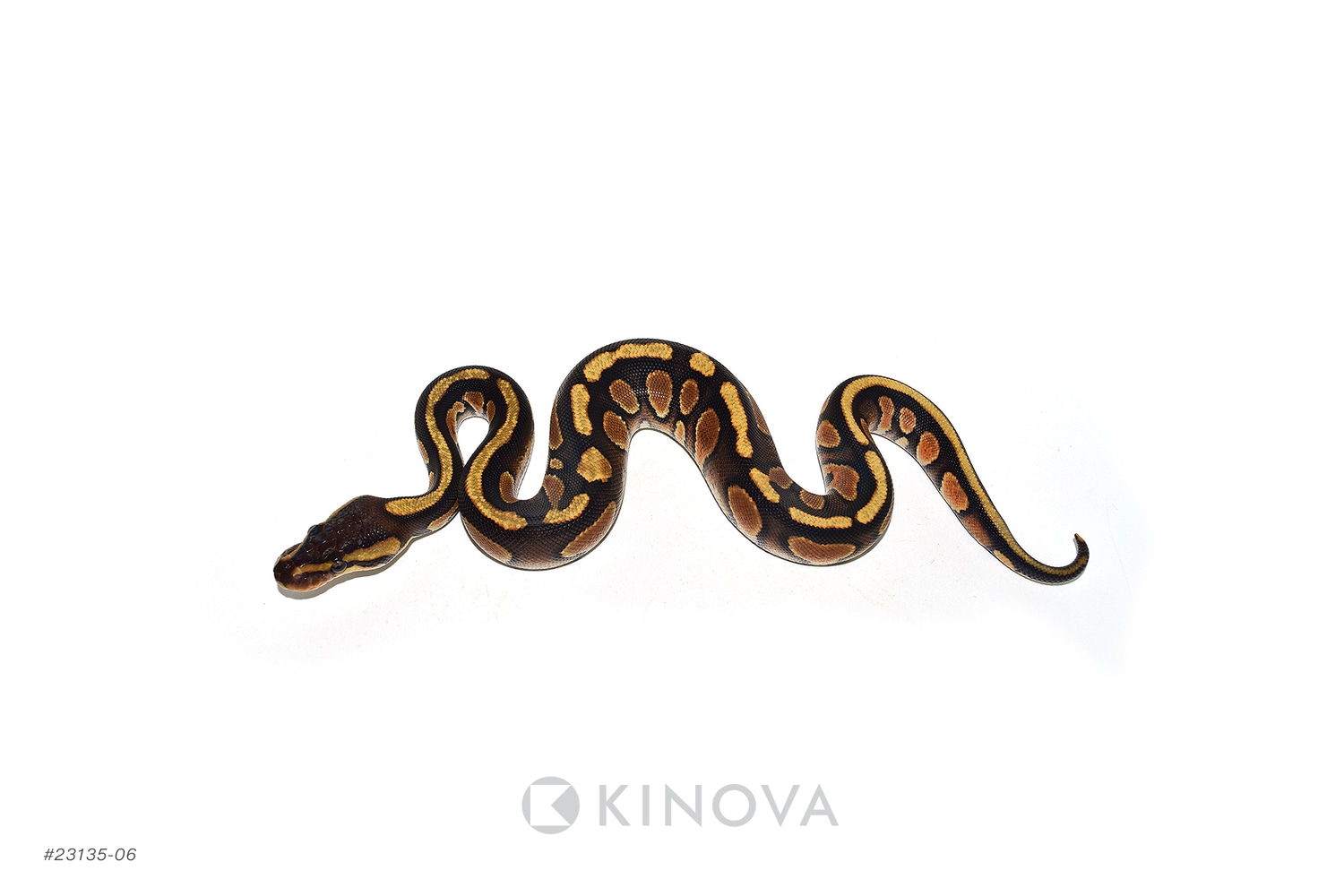 Enchi Black Pastel Chocolate Quad Het Hypo Het Desert Ghost Het Clown ...