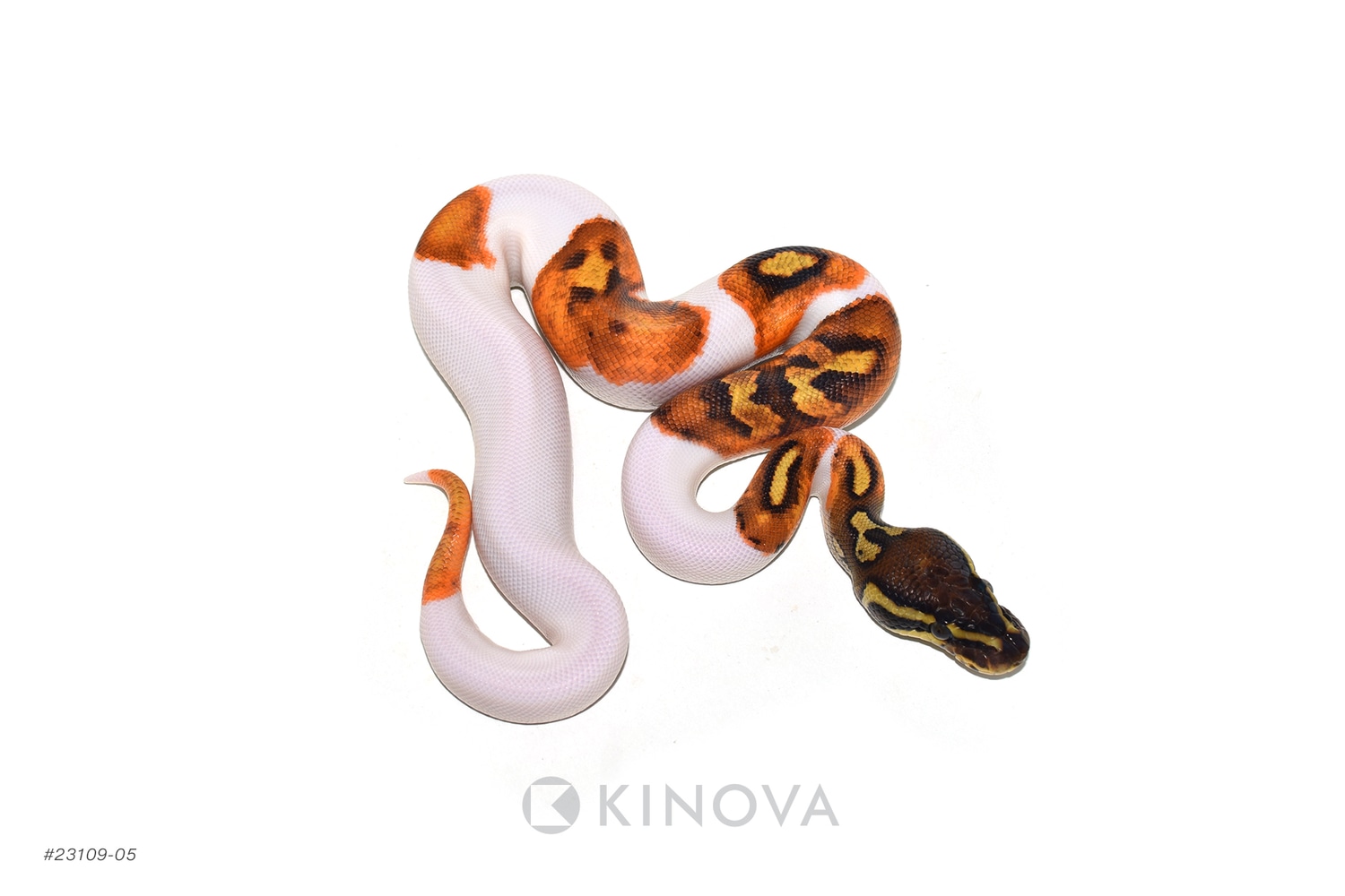 OD Hurricane Pied Het MJ Axanthic Ball Python by KINOVA - MorphMarket