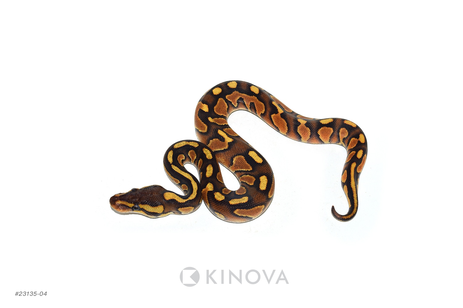 Enchi Black Pastel YB Chocolate Triple Het Hypo Desert Ghost Het Clown ...