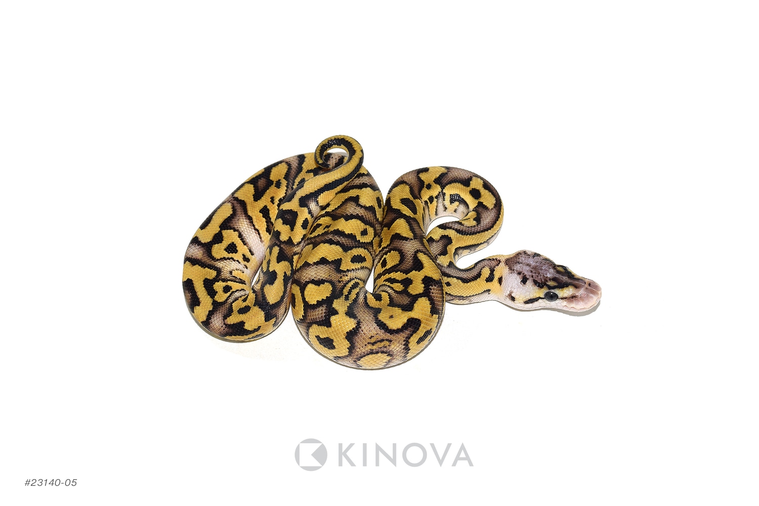 Pastel Redstripe Quad Het Desert Ghost Cryptic Clown G-Stripe (Crypton ...