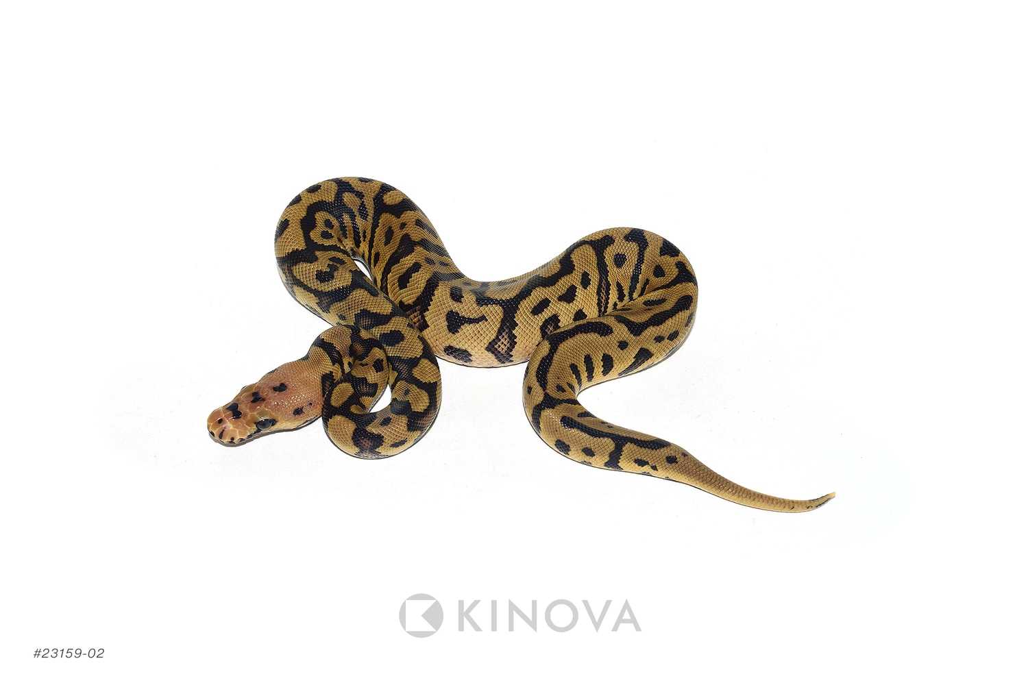 Spotnose Confusion Clown Dbl Het VPI Axanthic Desert Ghost Ball Python ...