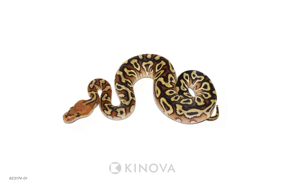 Cypress Spotnose Trojan Clown Ball Python By Kinova