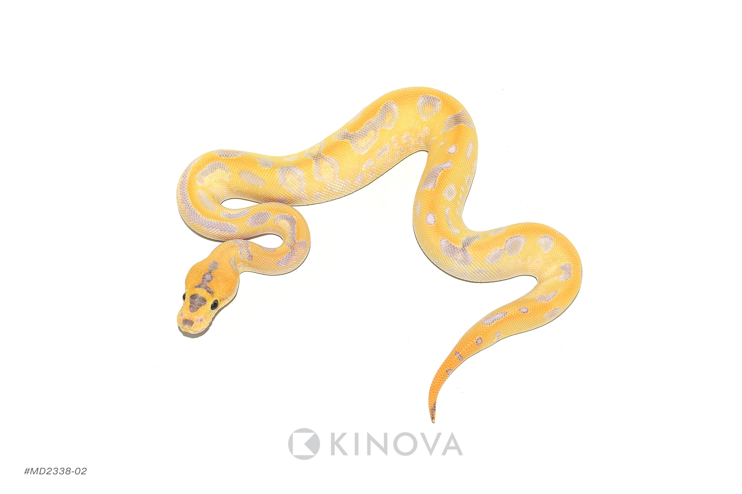 Pastel OD Super Enchi Leopard Ivory Dbl Het Clown Pied Ball Python by ...