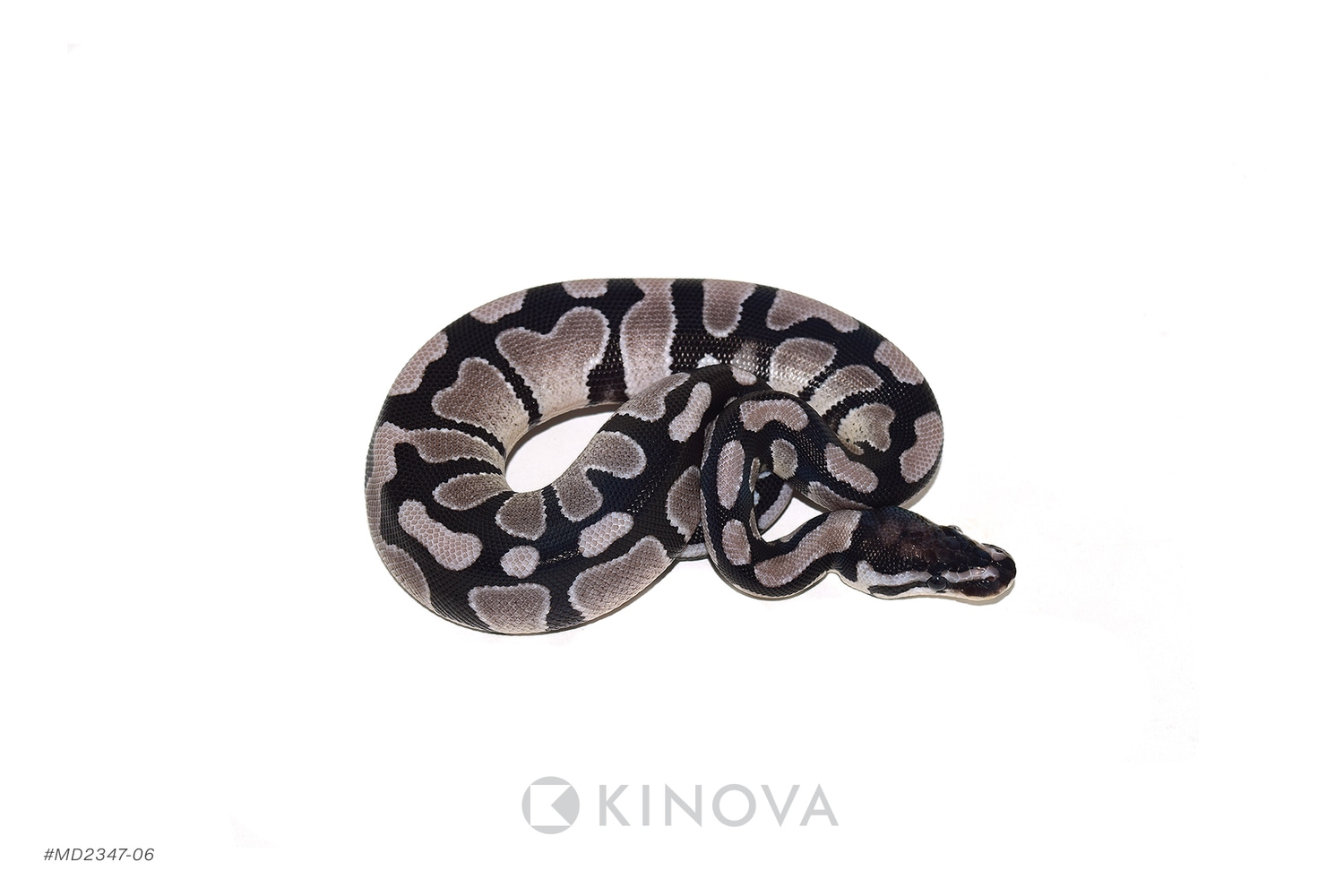 VPI Axanthic Triple Het Desert Ghost Clown Pied Ball Python by KINOVA ...
