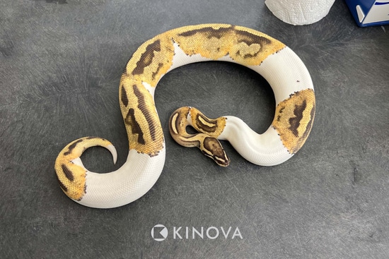 Fire Pied Ball Python by KINOVA
