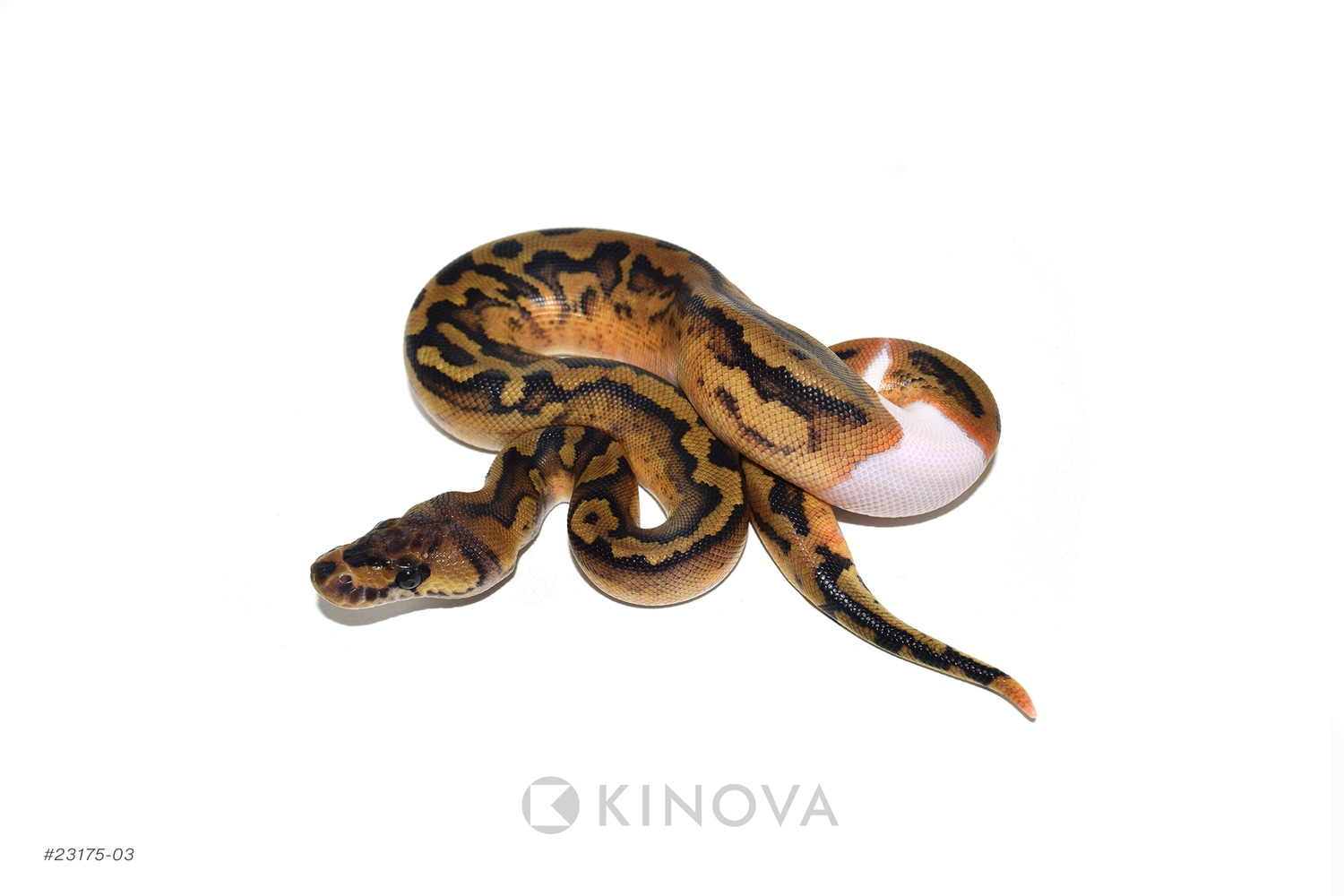 Clown Pied Ball Python by KINOVA - MorphMarket