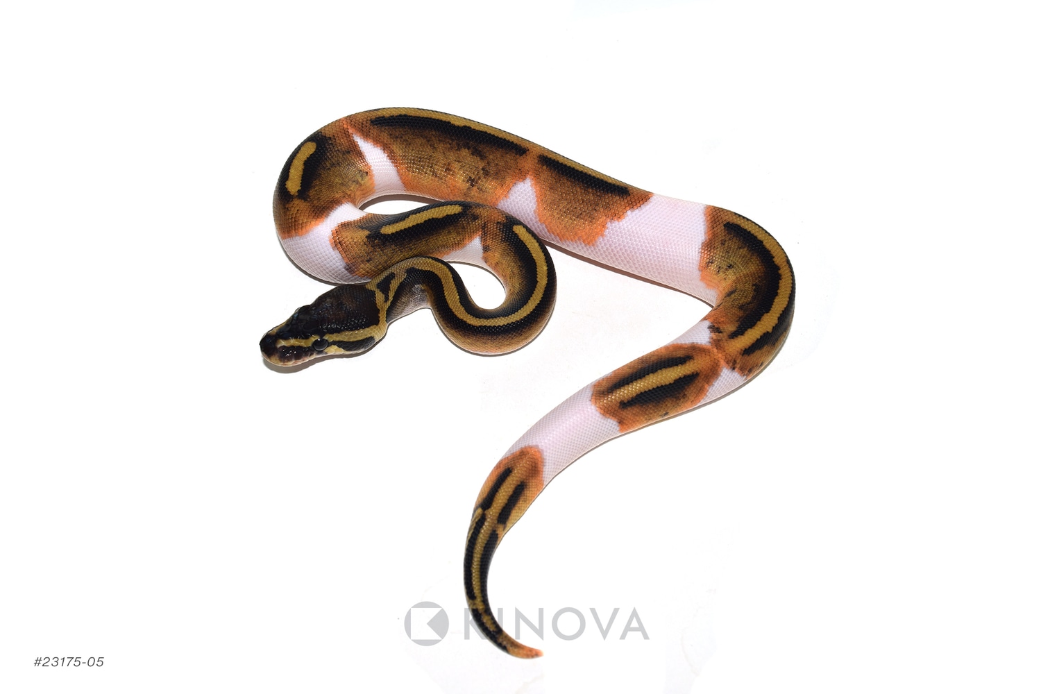 Pied Ball Python by KINOVA - MorphMarket