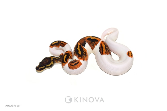YB Pied Het Lavender Ball Python by KINOVA