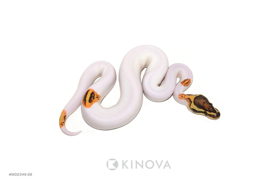Fire YB Pied Het Lav Ball Python by KINOVA