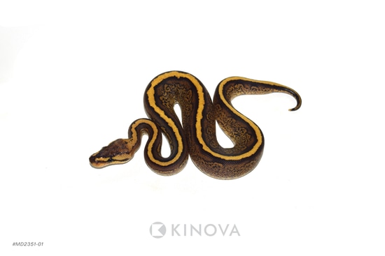 Fire YB Redstripe Super Pixel Ball Python by KINOVA