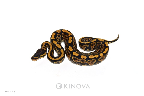 Pixel Ball Python by KINOVA