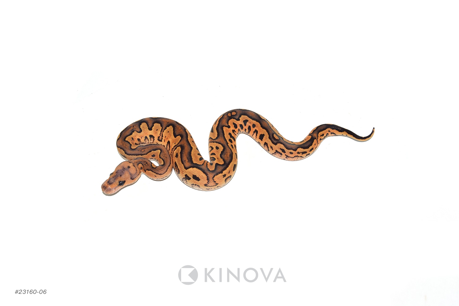 Black Pastel Fire Clown Het Ultramel Ball Python by KINOVA - MorphMarket