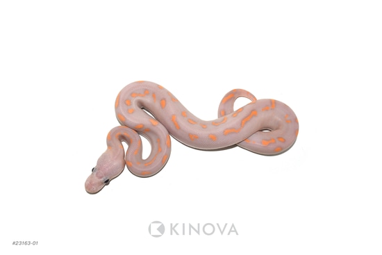 Black Pastel Chocolate Wookie GHI YB Coral Glow Clown Ball Python by KINOVA