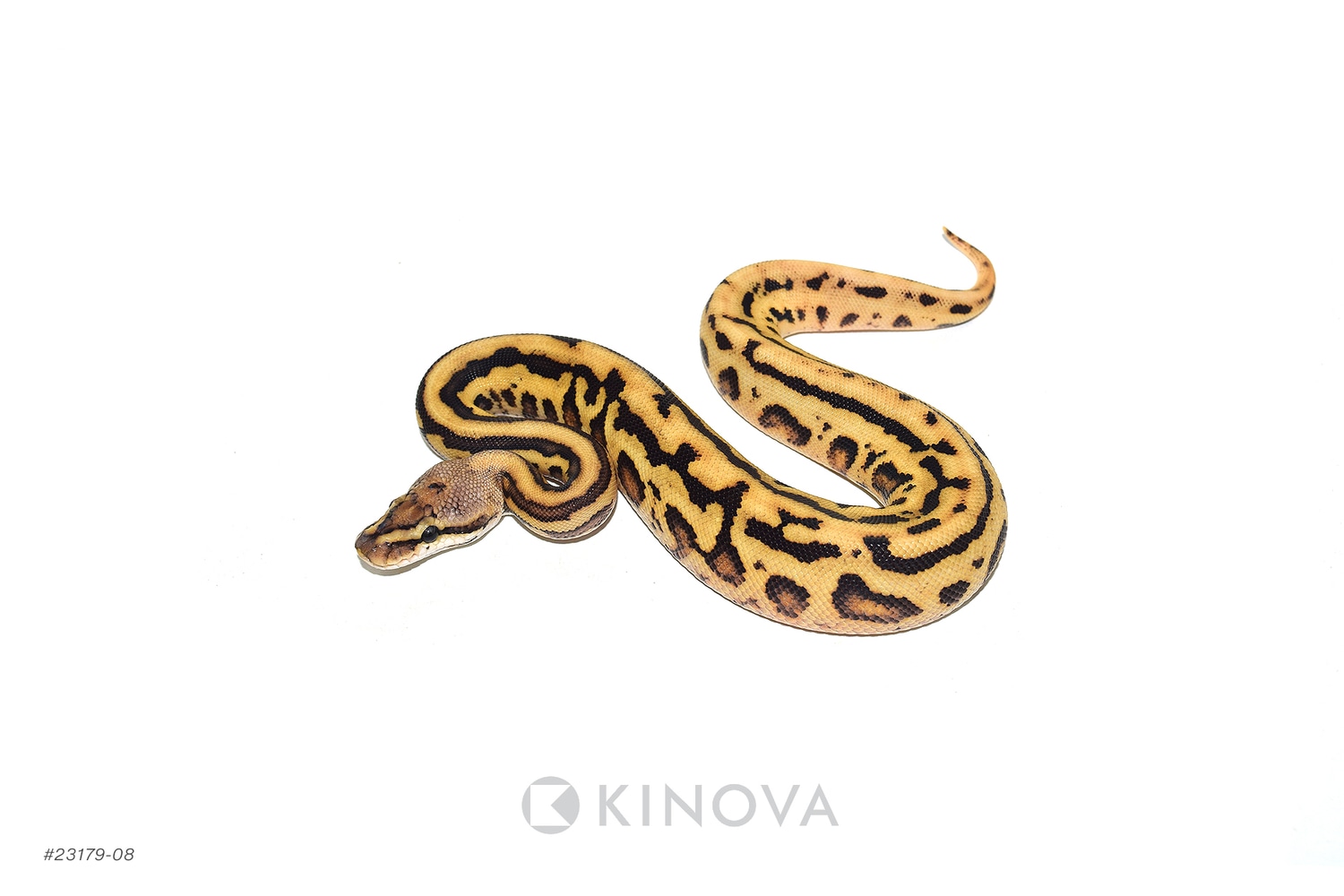 Redhead Fire Leopard Spotnose Het Hypo Het Clown Ball Python by KINOVA - MorphMarket