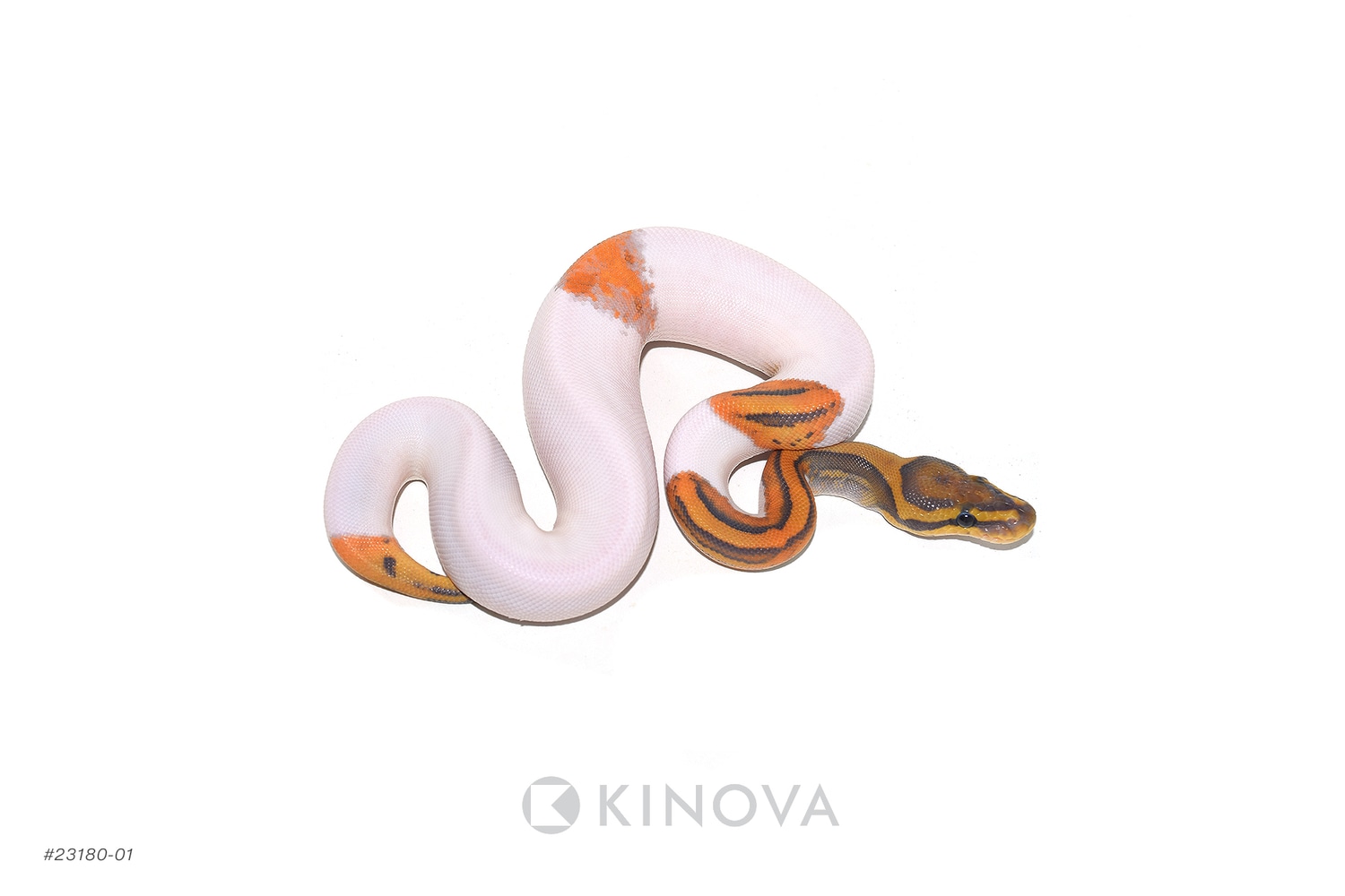 Hypo Pied Dbl Het DG Clown (HomDGa/HetDGb) Ball Python by KINOVA - MorphMarket