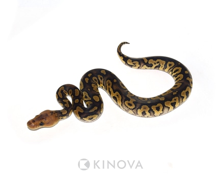 Wookie Spotnose Redstripe YB Coral Glow Clown Ball Python by KINOVA - MorphMarket