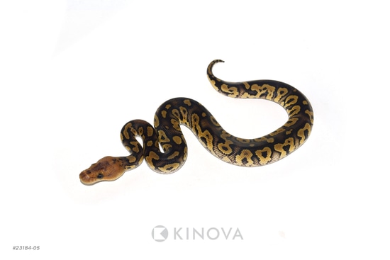 Mahogany Clown Dbl Het VPI Axanthic Desert Ghost Ball Python by KINOVA