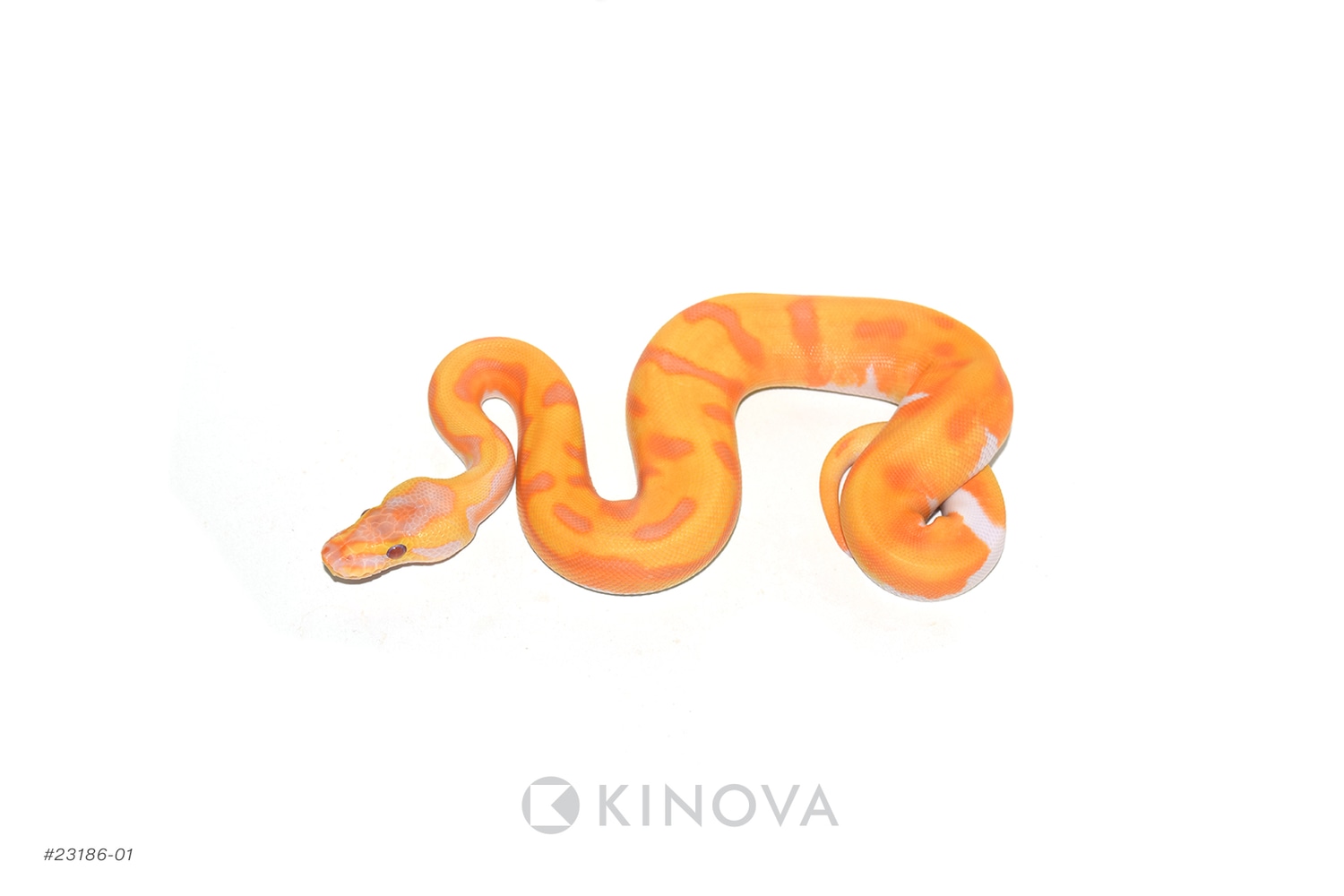 OD YB Enchi Dreamsicle Ball Python by KINOVA - MorphMarket