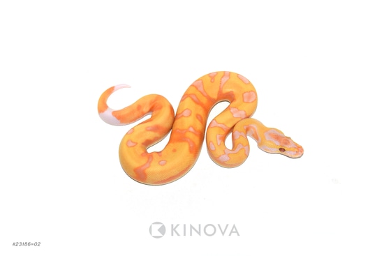 OD Enchi Dreamsicle Ball Python by KINOVA