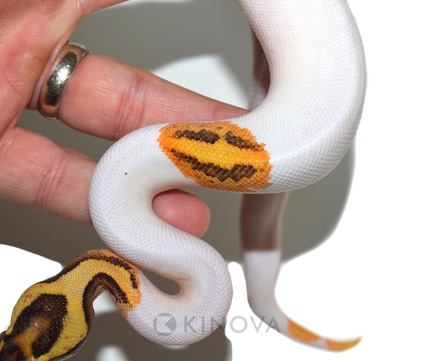 Black Pastel Chocolate OR Wookie GHI YB Coral Glow Clown Ball Python by ...