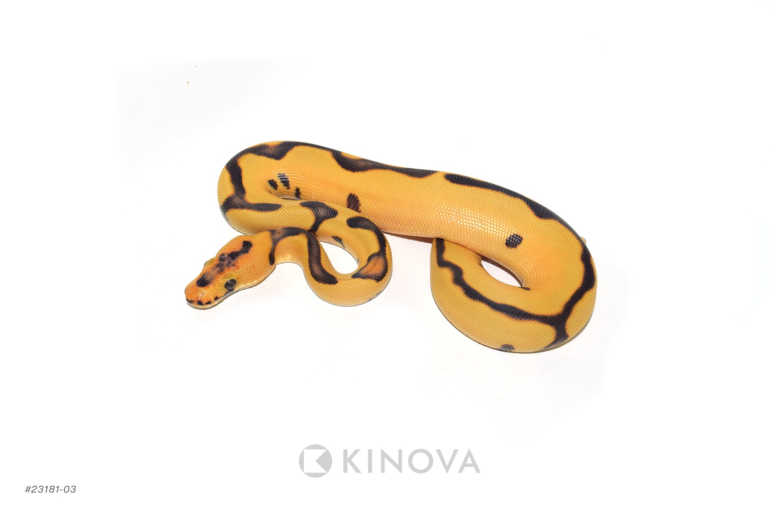 OD Enchi Leopard DG Clown Ball Python by KINOVA - MorphMarket