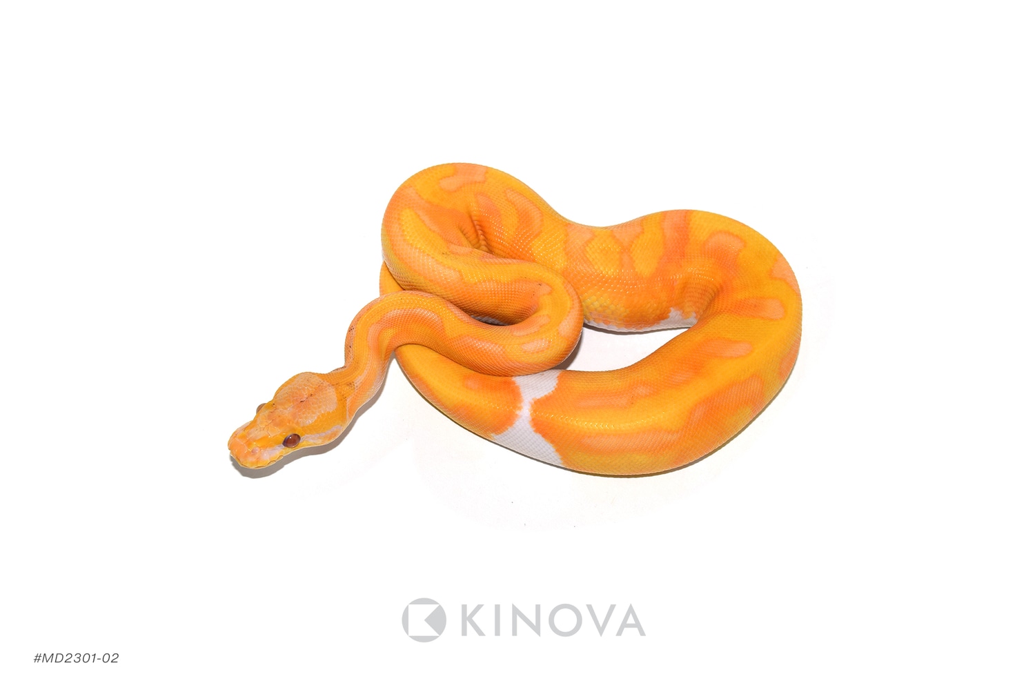 Enchi Dreamsicle Ball Python by KINOVA - MorphMarket