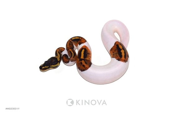 Asphalt Pied Ball Python by KINOVA