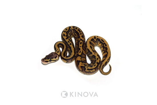 Pastel Redstripe Confusion Triple Het VPI Axanthic Desert Ghost Clown ...