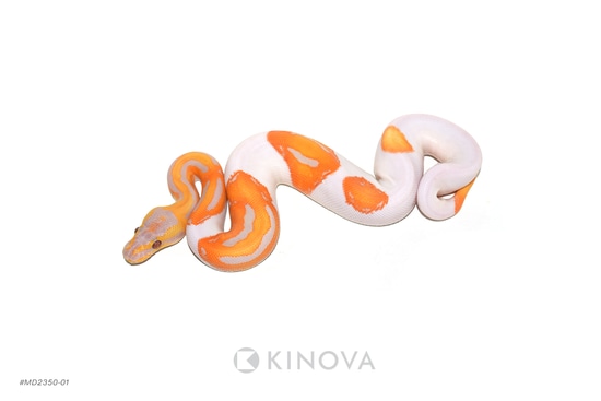 Dreamsicle Ball Python by KINOVA