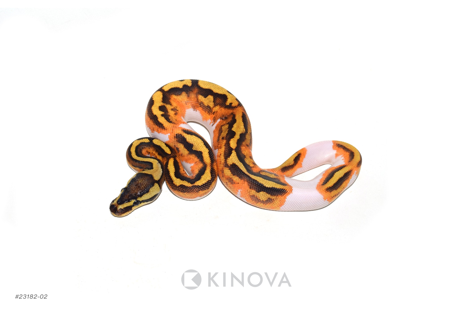 Enchi YB Pied Het G-Stripe Ball Python by KINOVA - MorphMarket