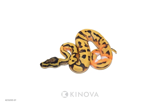 Enchi Desert Ghost Pied Het Hypo Ball Python by KINOVA